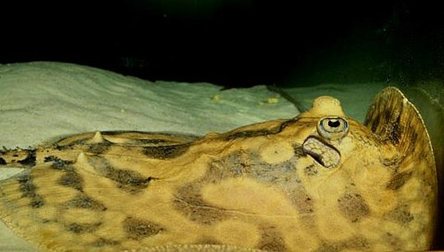 Já ouviu falar da arraia cururu? - Amazônias - Gente de Opinião