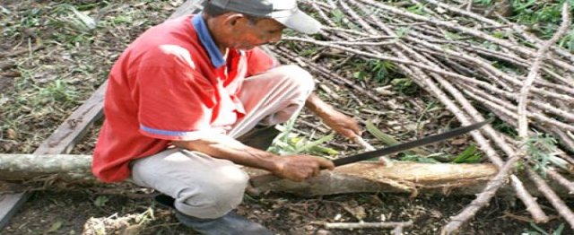 Biomassa dá vida a solos empobrecidos na Amazônia - Meio Ambiente ...