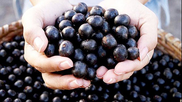 Sabe aquela história do barbeiro no açaí? - Amazônias - Gente de Opinião