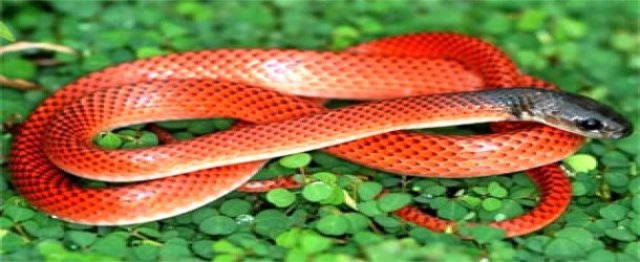 JIRAU: catalogado mais de mil animais - Energia e Meio Ambiente ...