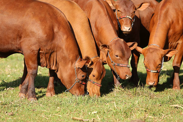 Gado Senepol faz história no estado de Rondônia (VÍDEO) - Agronegócio ...